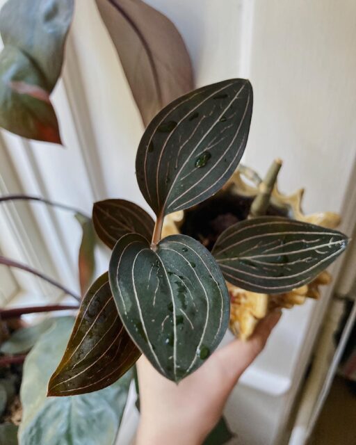 The 'it' plant of 2018 | The Little Botanist